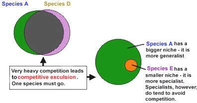 What Two Species Share The Same Niche At Different Times